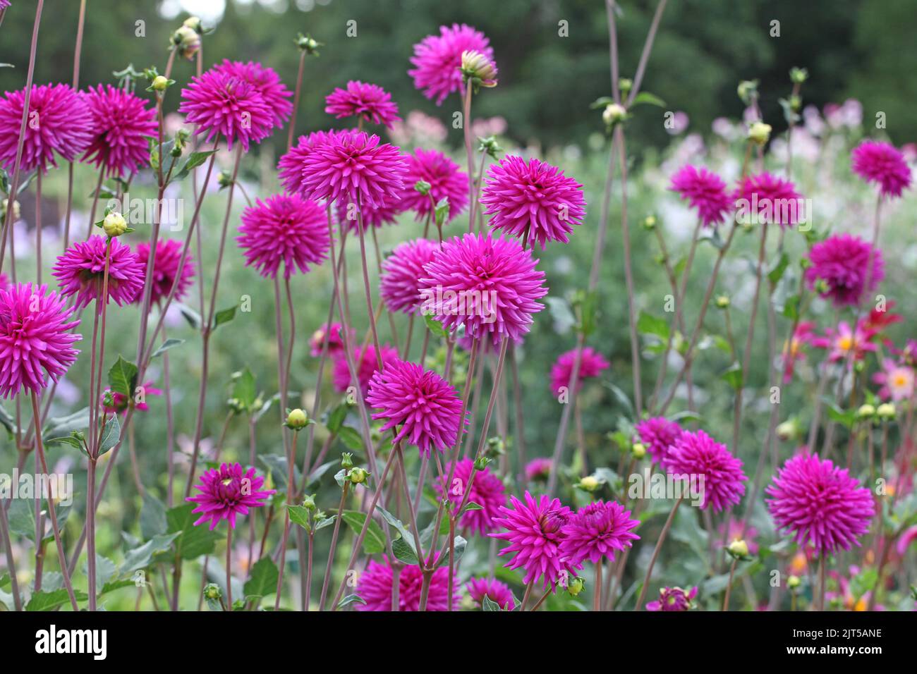 Dahlia 'Josudi Pluto' in flower Stock Photo - Alamy
