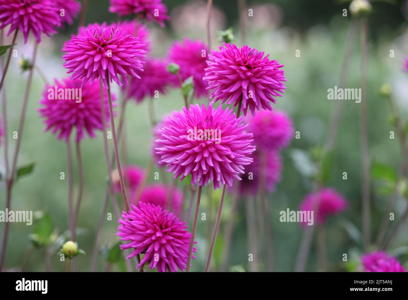 Dahlia 'Josudi Pluto' in flower Stock Photo - Alamy