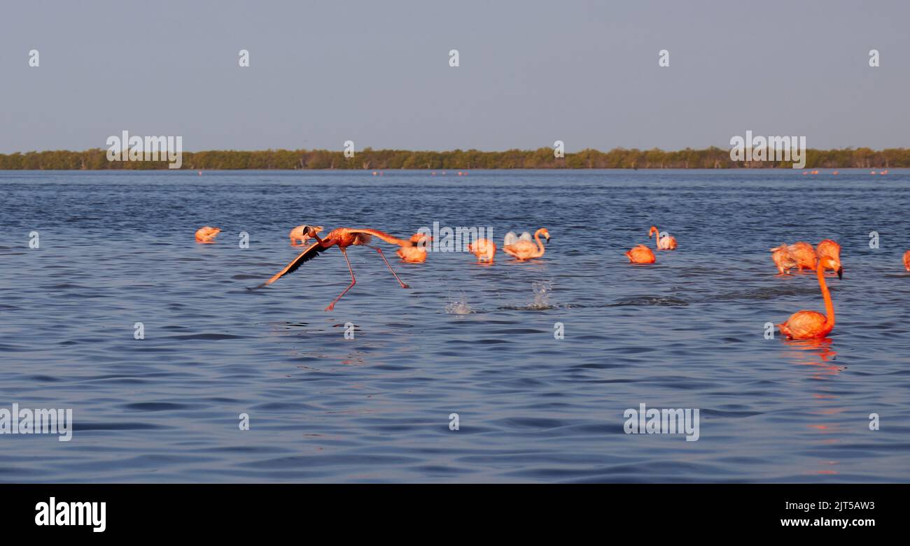 Flamingos in the water in Rio Lagartos, Mexico Stock Photo - Alamy