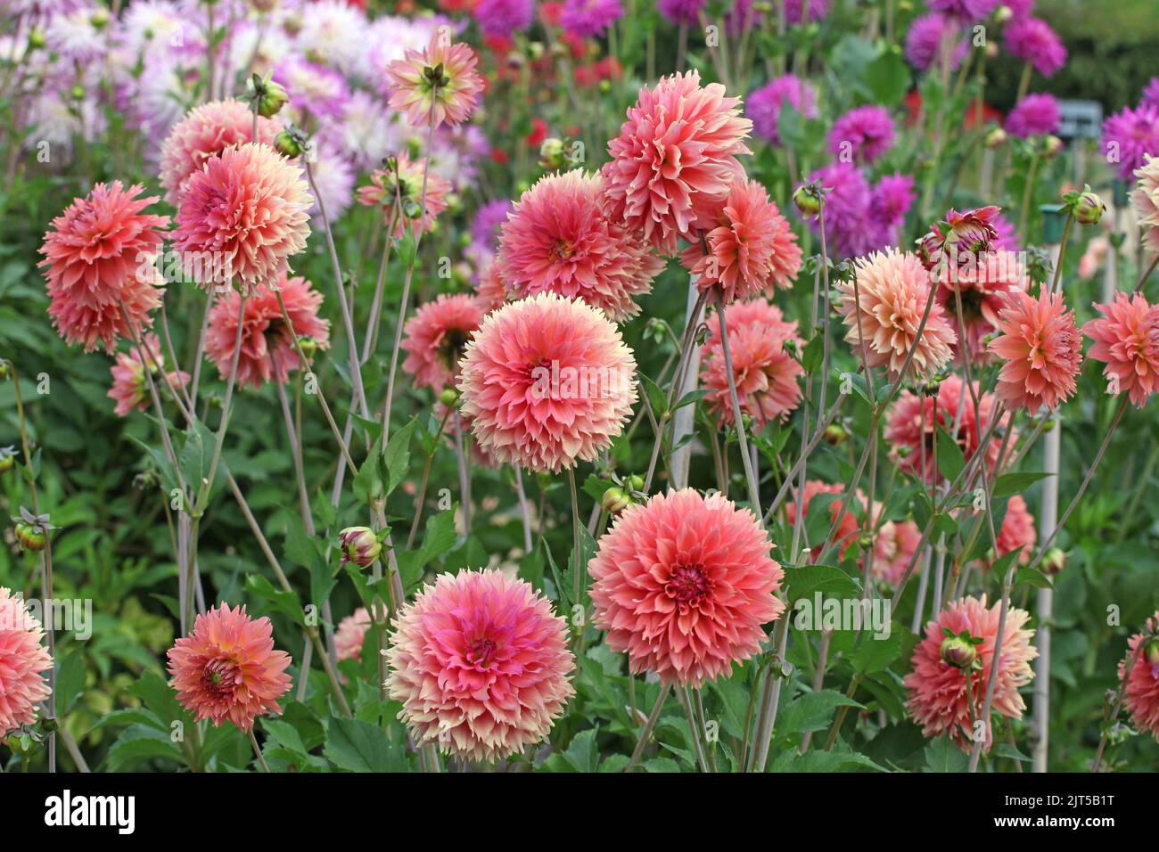Dahlia 'Orange Fubuki' in flower Stock Photo - Alamy