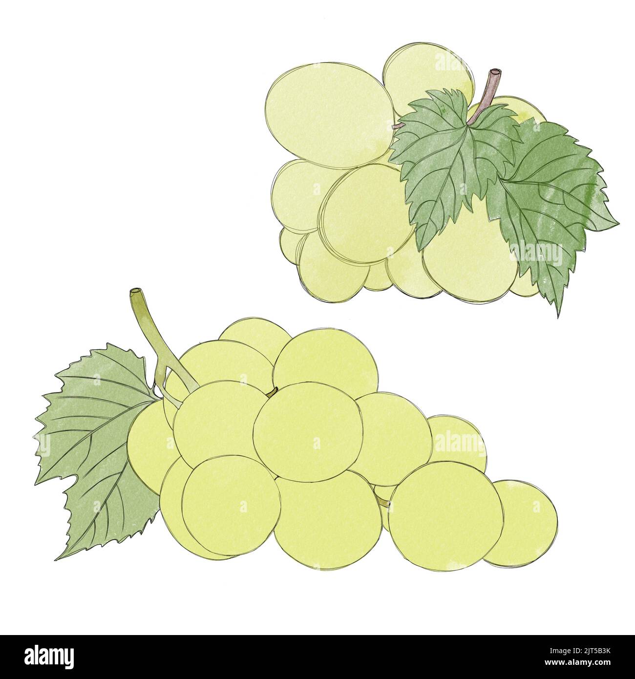 Branch of green ripe grapes- watercolor freehand drawing. Bunch of ...