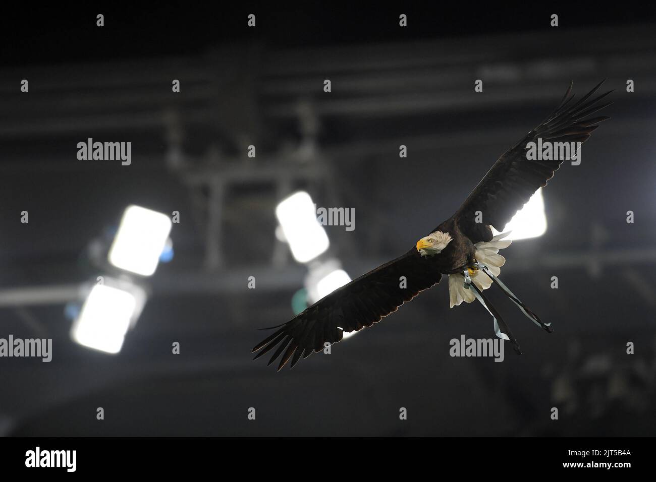 Lazio's eagle mascot Olimpia flies before the Serie A match between SS ...