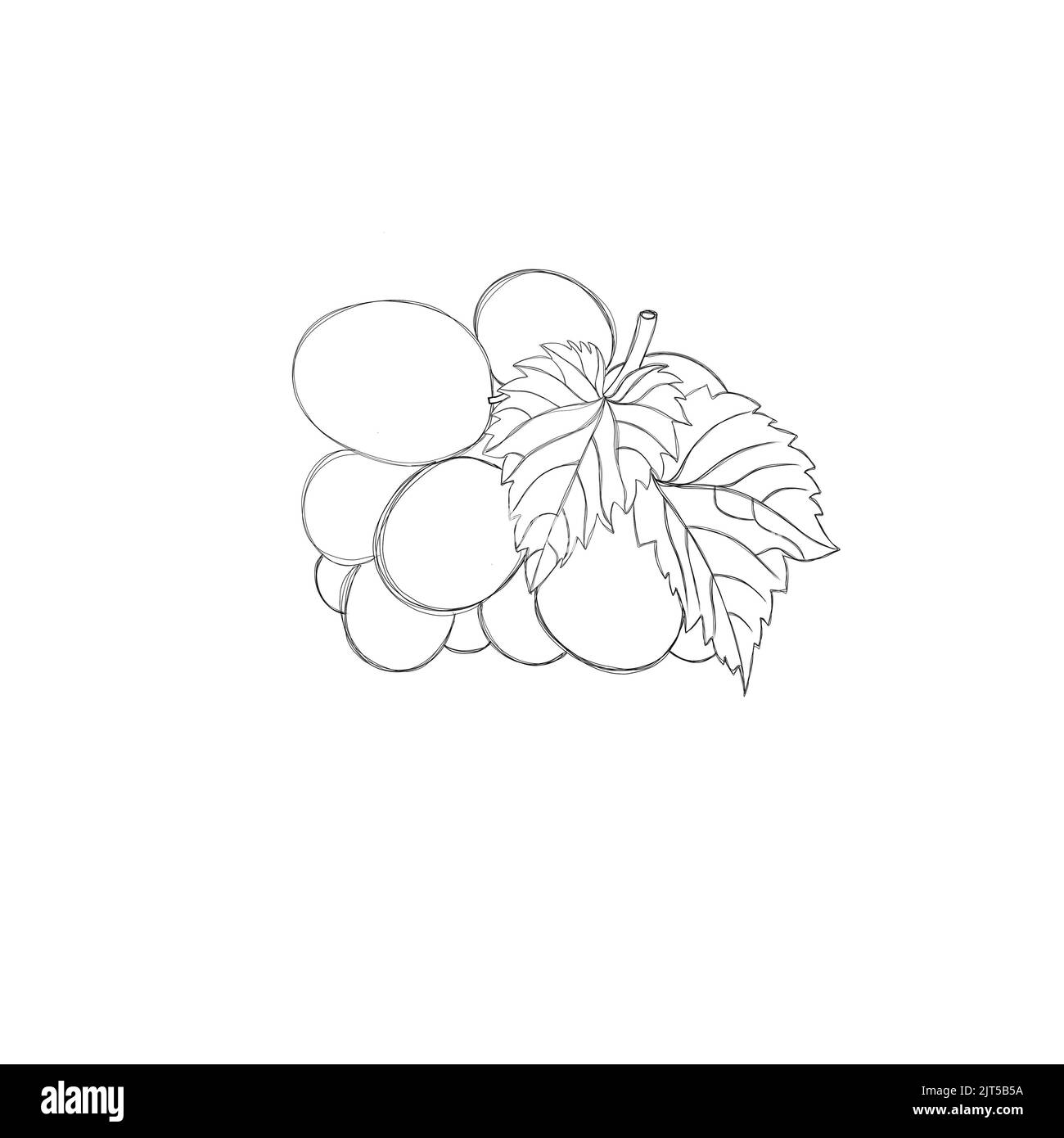 Branch of grapes- freehand drawing. Bunch of sweet grapes Stock Photo ...
