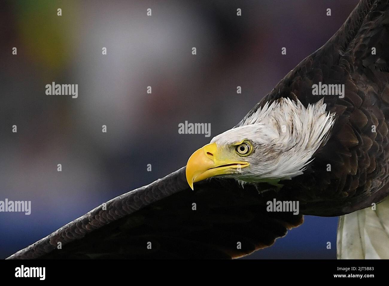 Lazio's eagle mascot Olimpia flies before the Serie A match between SS ...