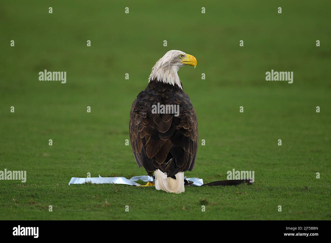 Lazio's eagle mascot Olimpia flies before the Serie A match between SS ...