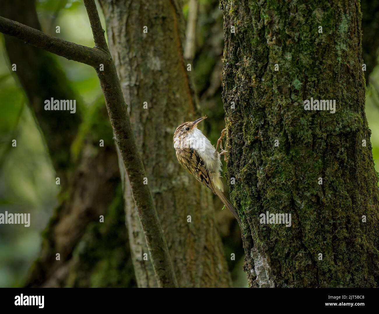 Tree Creeper feeding in woodlands, Wales Stock Photo - Alamy
