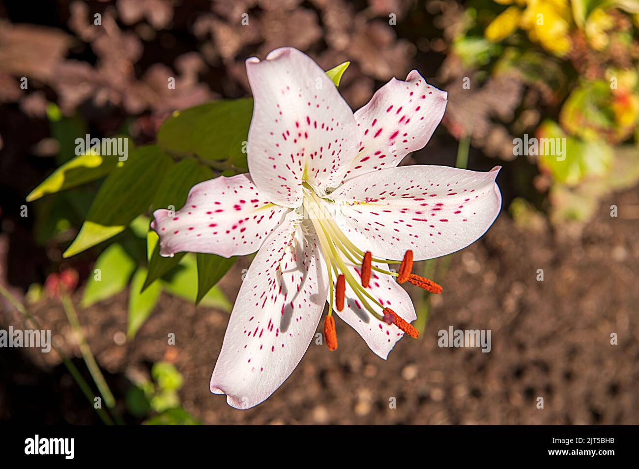 nature at work Stock Photo - Alamy