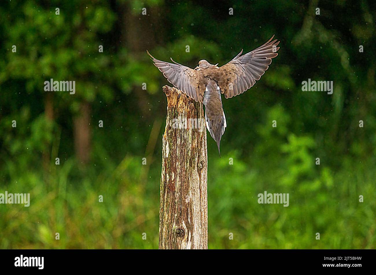 nature at work Stock Photo - Alamy