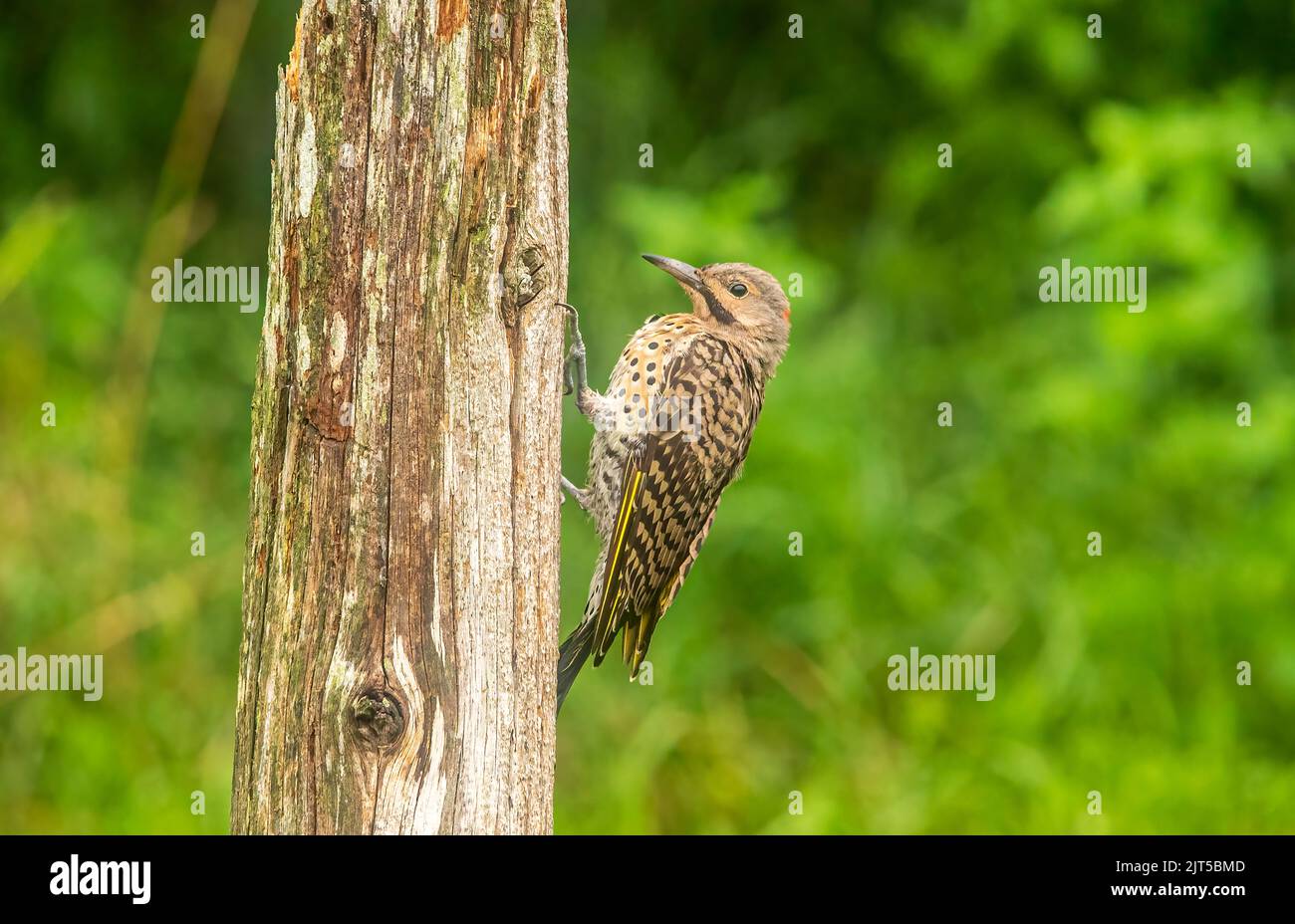 nature at work Stock Photo - Alamy