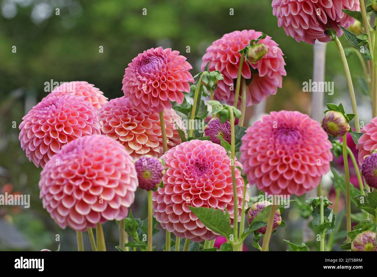 Dahlia 'Jowey Winnie' in flower Stock Photo - Alamy