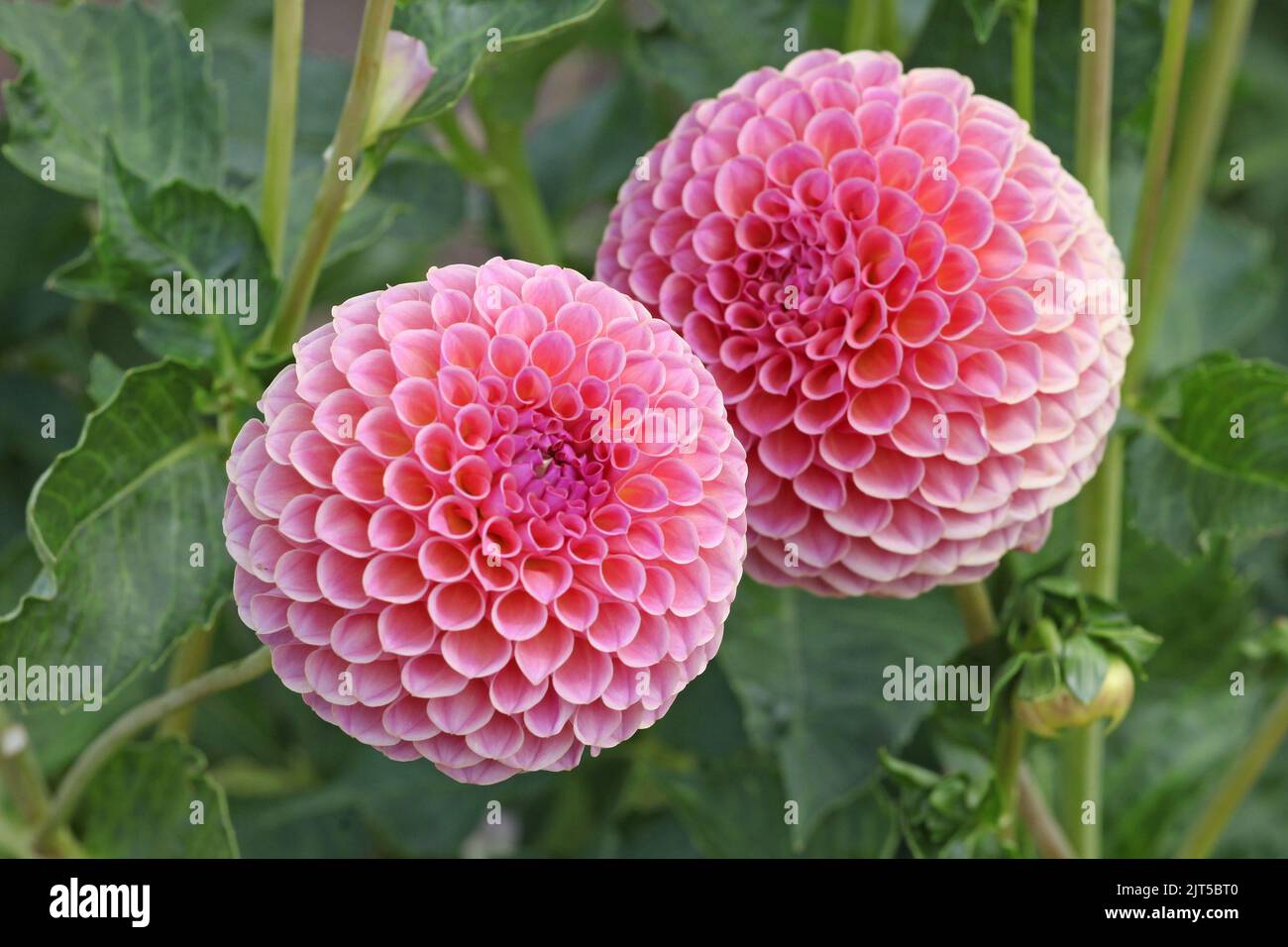 Dahlia 'Jowey Winnie' in flower Stock Photo - Alamy