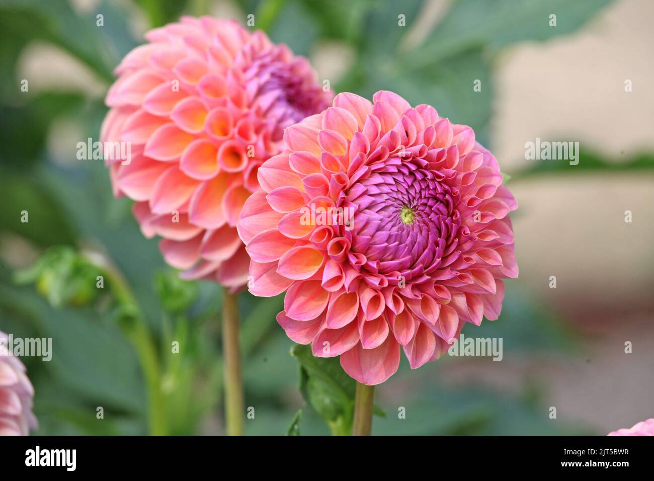 Dahlia 'Jowey Winnie' in flower Stock Photo - Alamy