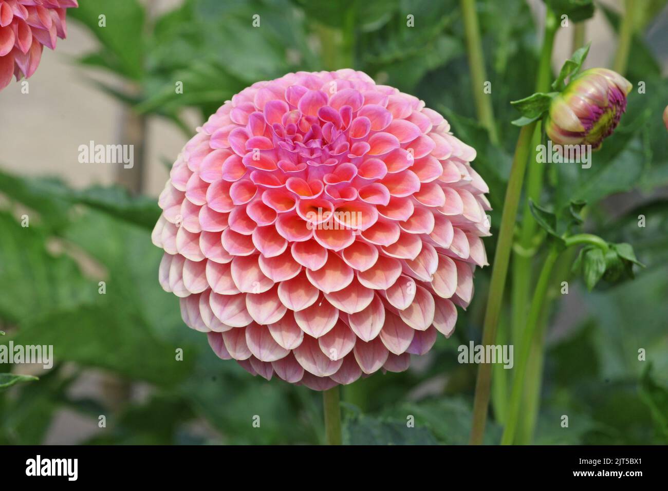 Dahlia 'Jowey Winnie' in flower Stock Photo - Alamy