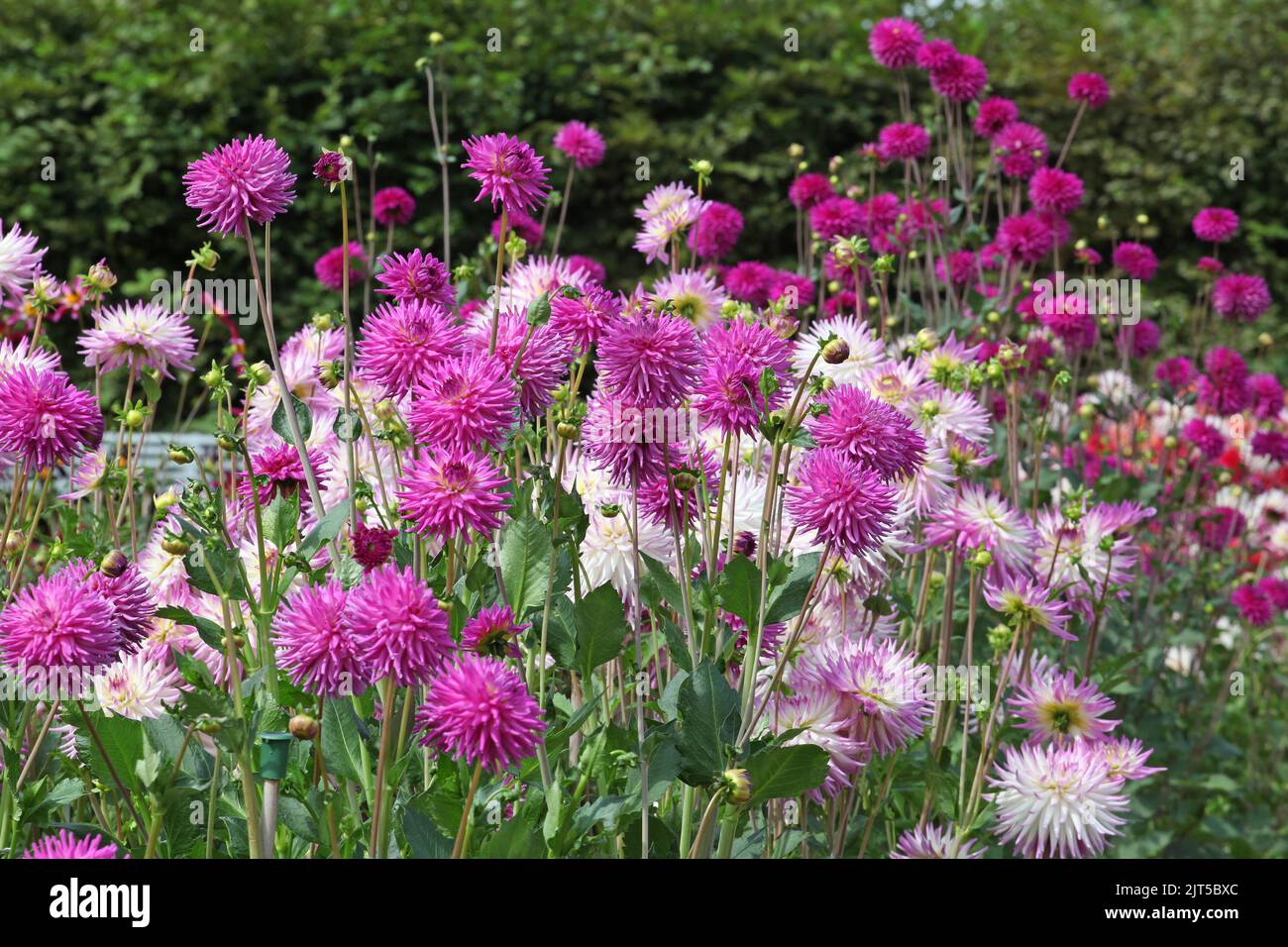 Dahlia 'Josudi Pluto' in flower Stock Photo - Alamy
