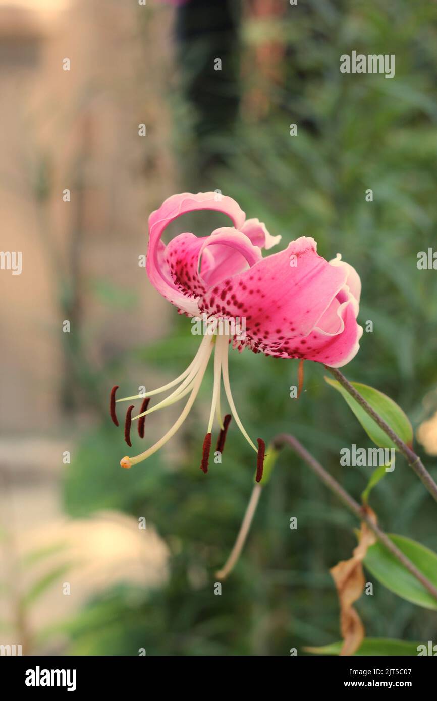 Huge bright pink lily flower growing in the garden in full bloom Stock ...