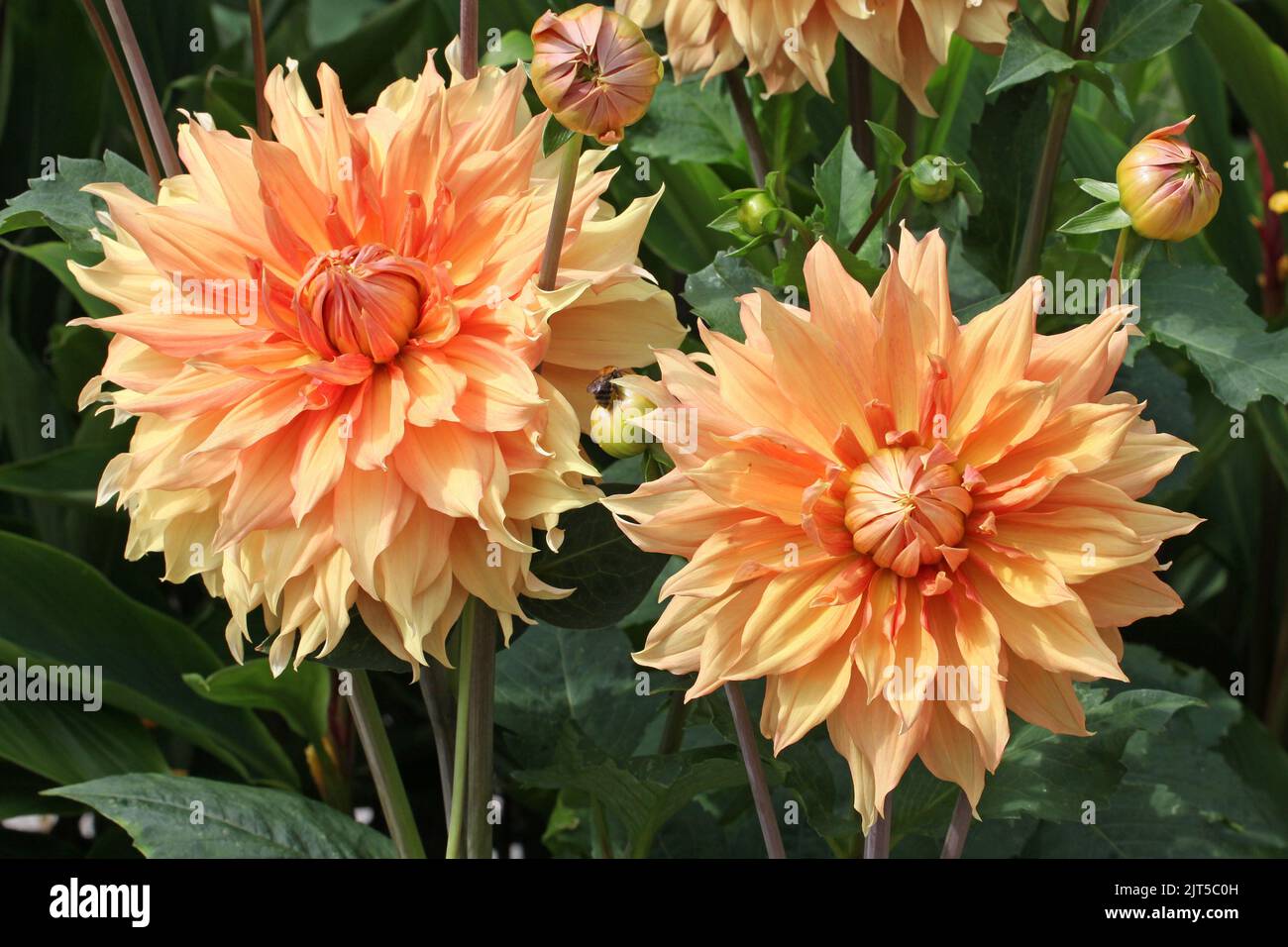 Dahlia 'Hamari Gold' in flower Stock Photo - Alamy