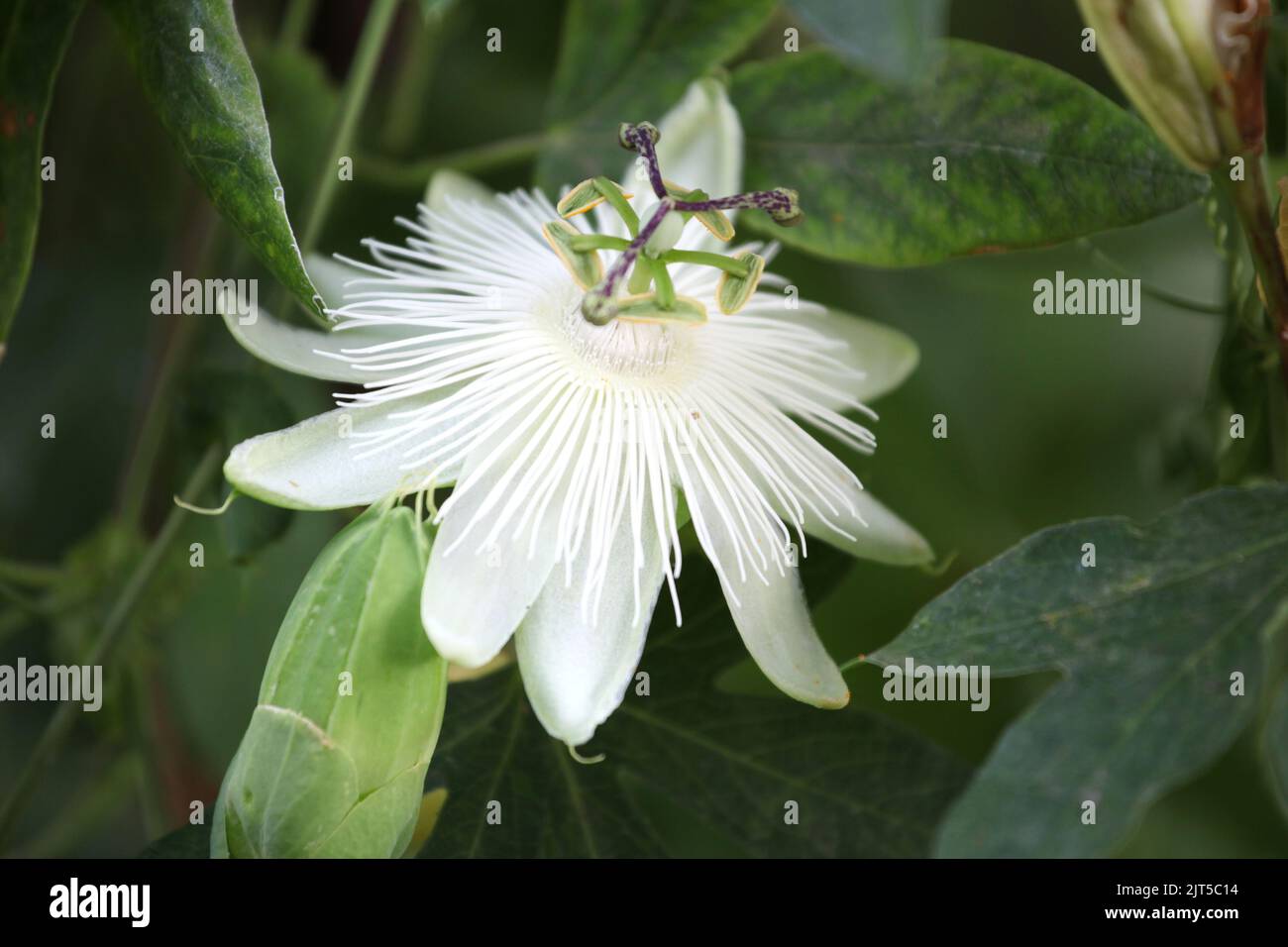Passiflora snow queen hi-res stock photography and images - Alamy