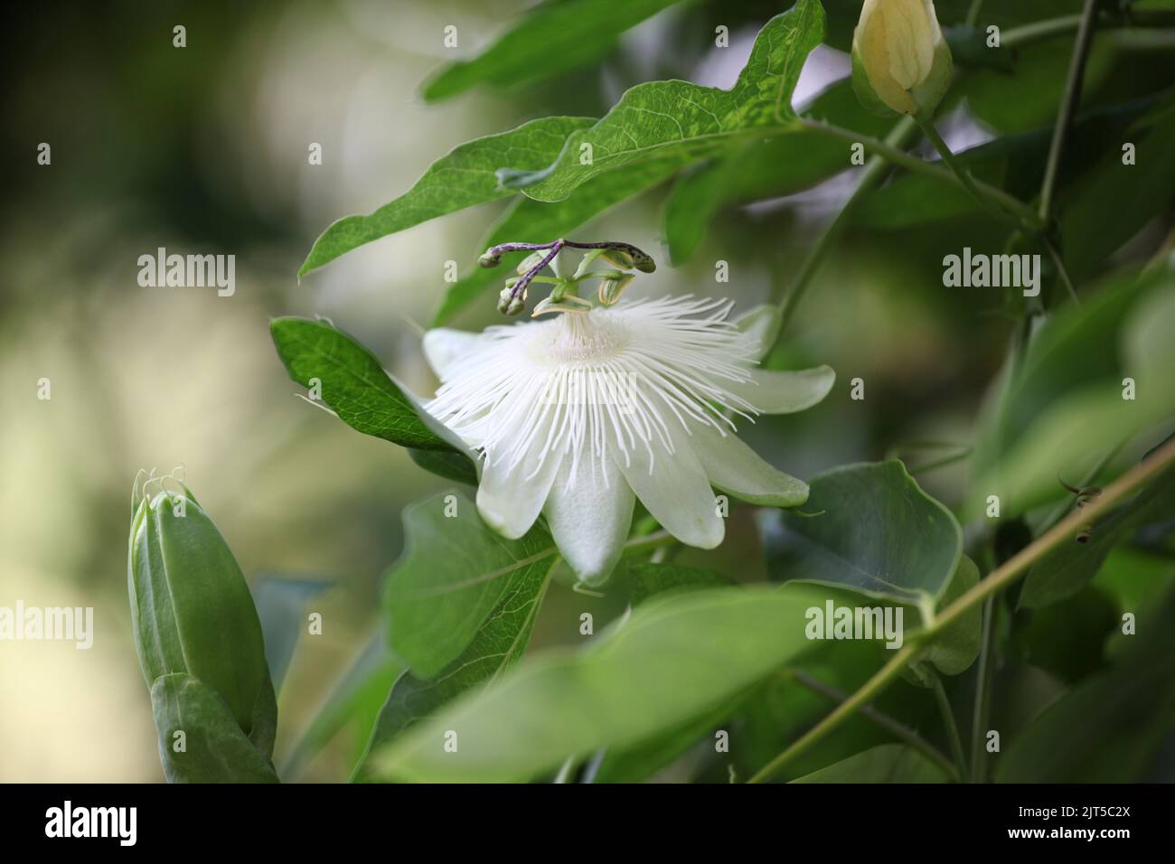 Passiflora 'Snow Queen' in flower Stock Photo - Alamy