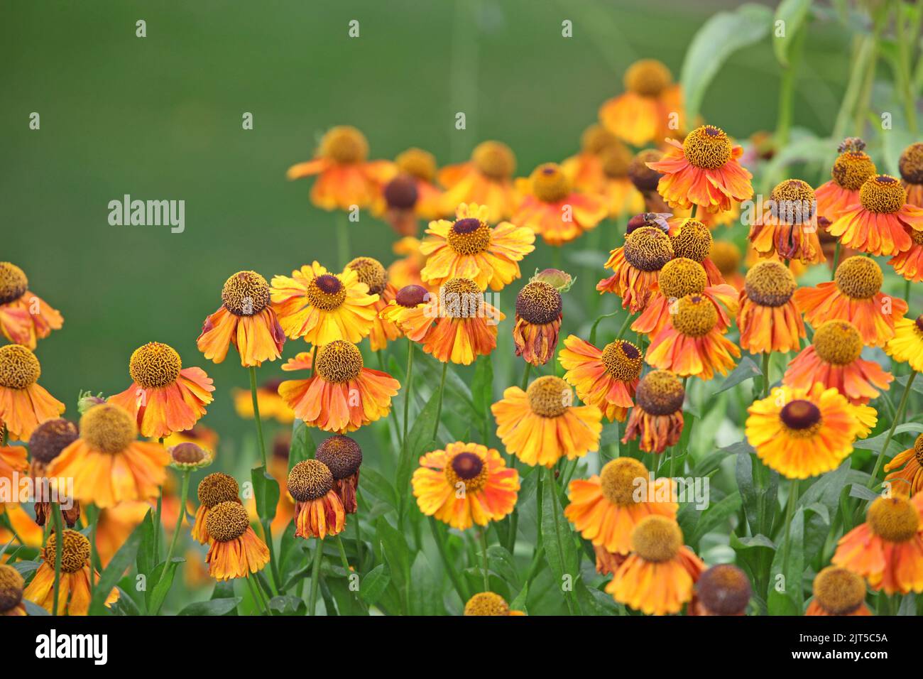 Helenium 'Sahin's Early Flowerer' in flower Stock Photo - Alamy