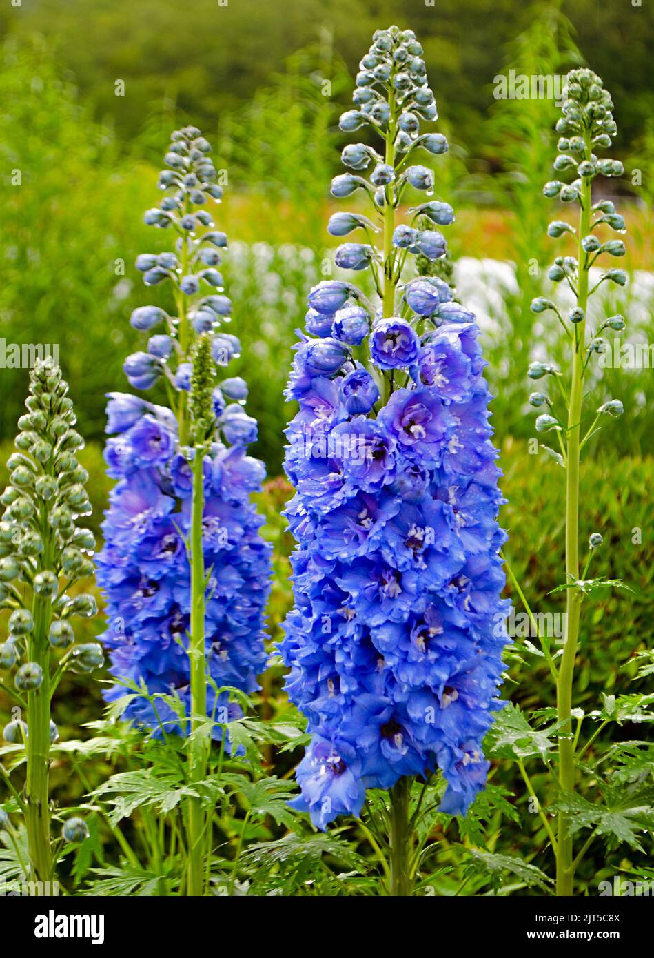 Delphinium perennial flowers hi-res stock photography and images - Alamy