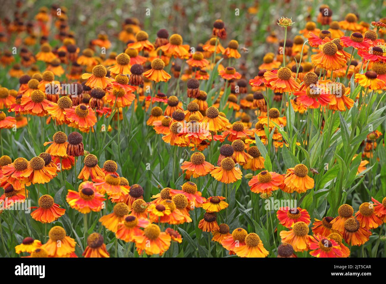 Helenium 'Sahin's Early Flowerer' in flower Stock Photo - Alamy