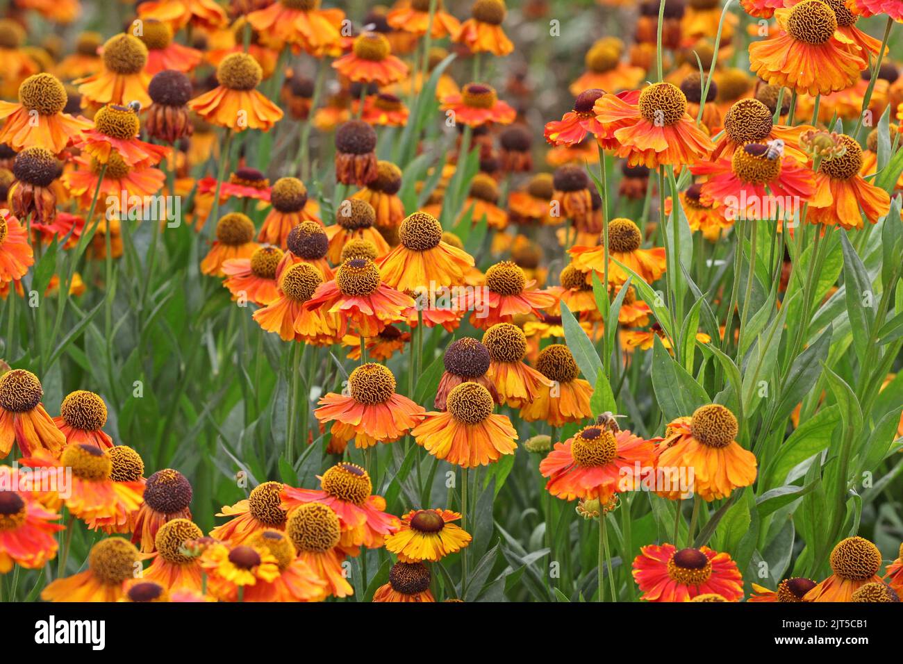 Helenium 'Sahin's Early Flowerer' in flower Stock Photo - Alamy