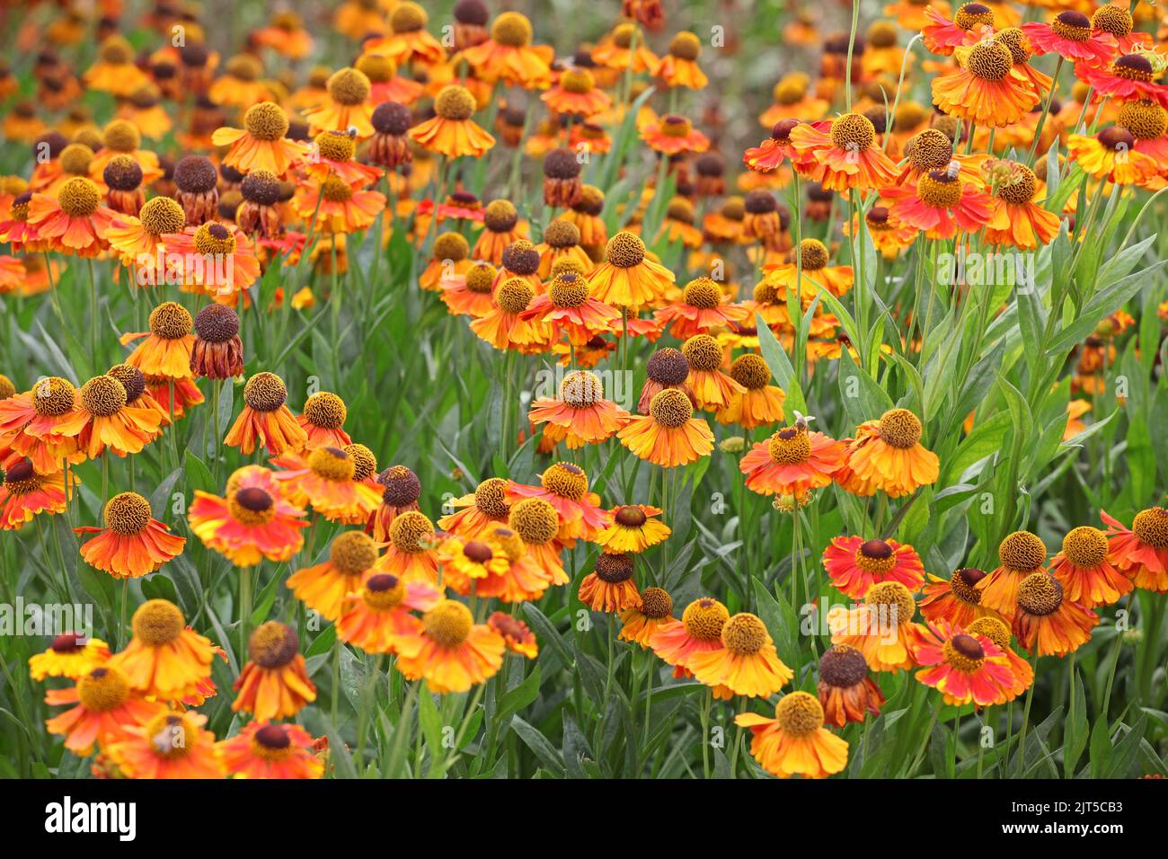 Helenium 'Sahin's Early Flowerer' in flower Stock Photo - Alamy