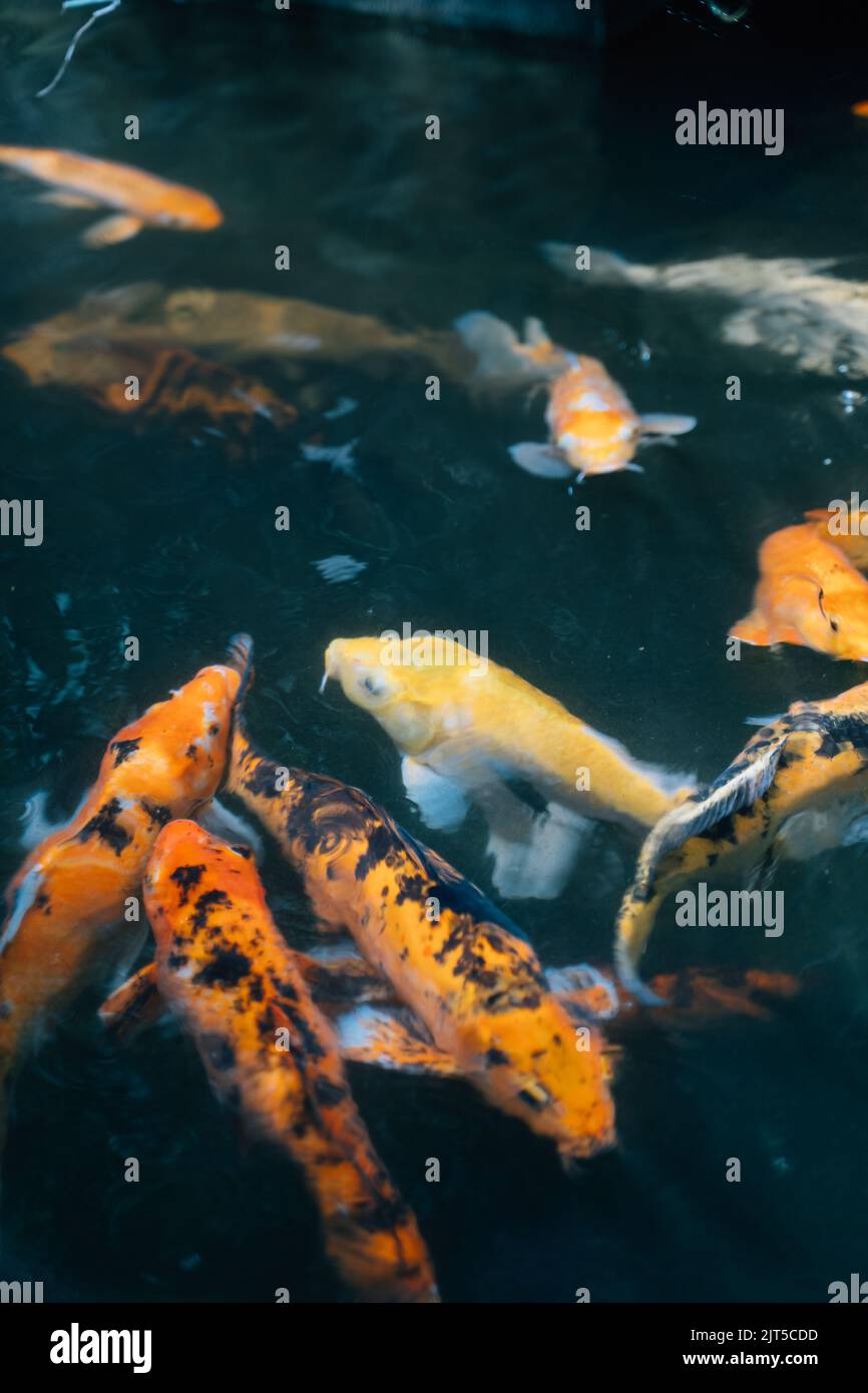 Koi carp golden fish pond, traditional Japan garden lake Stock Photo ...