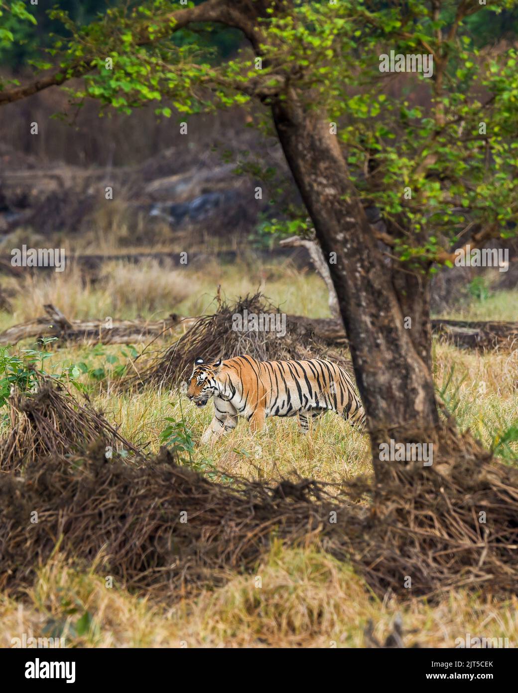 wild bengal female tiger or panthera tigris tigris on prowl in morning ...