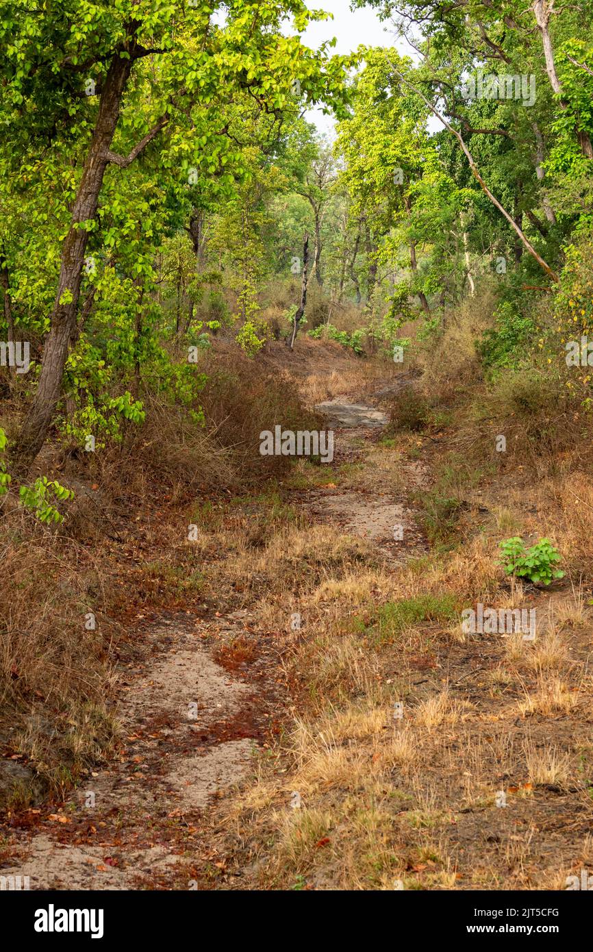 Natural scenic view or Habitat of kanha national park forest or tiger ...