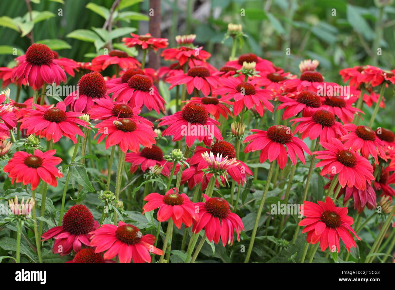 Echinacea Sombrero Salsa Red in flower Stock Photo - Alamy