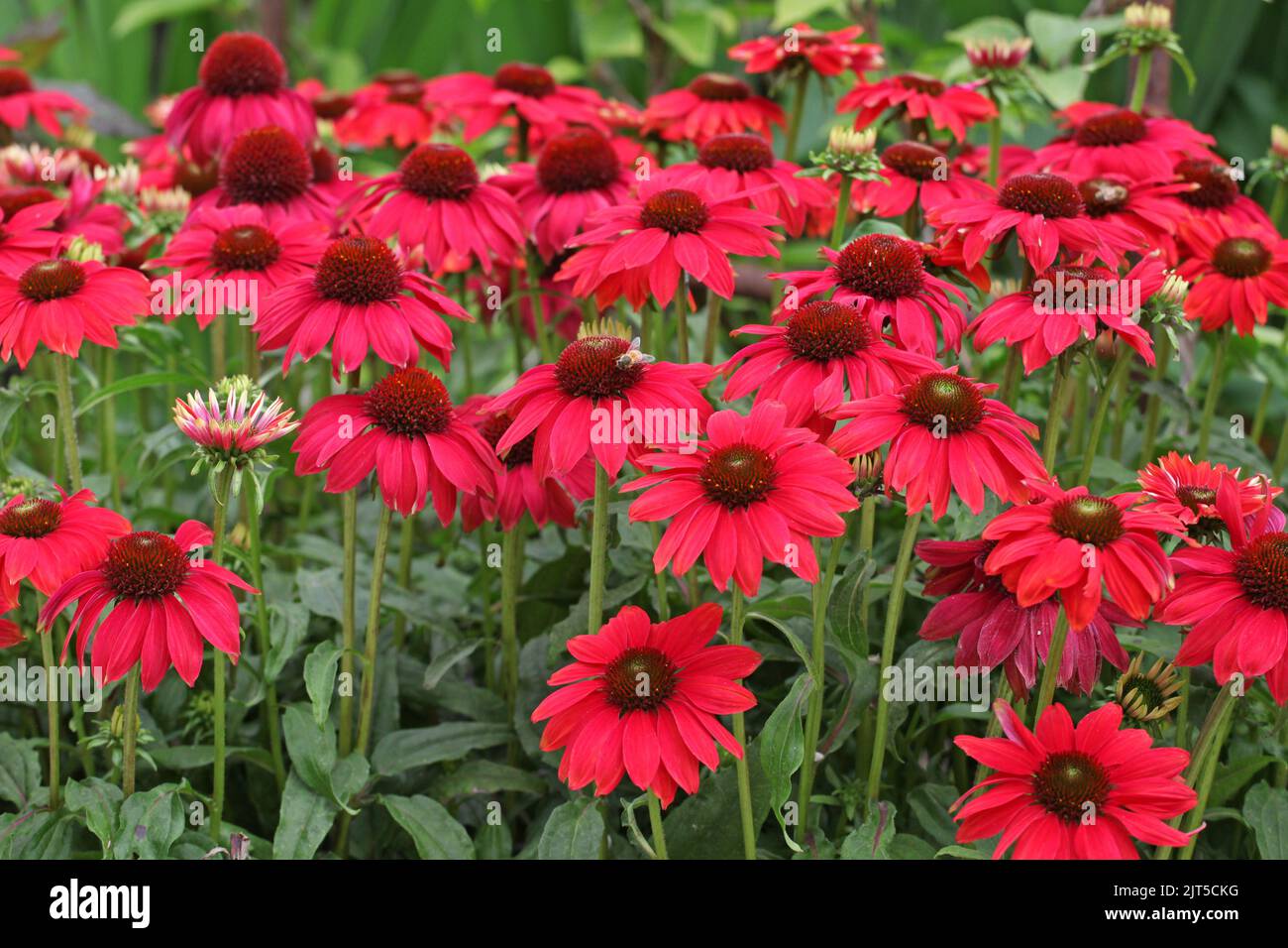 Red salsa coneflower hi-res stock photography and images - Alamy
