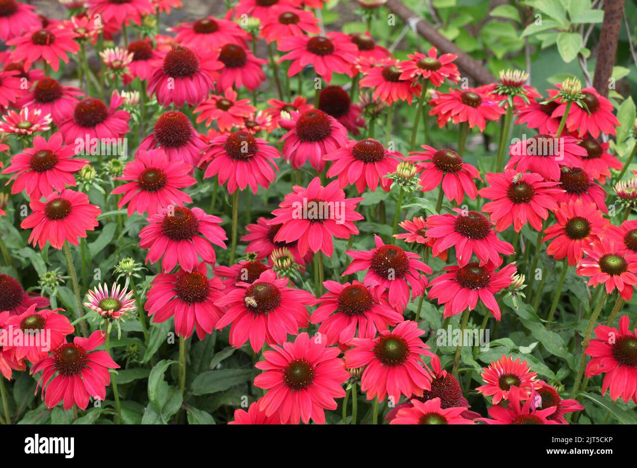 Sombrero salsa red coneflower hi-res stock photography and images - Alamy