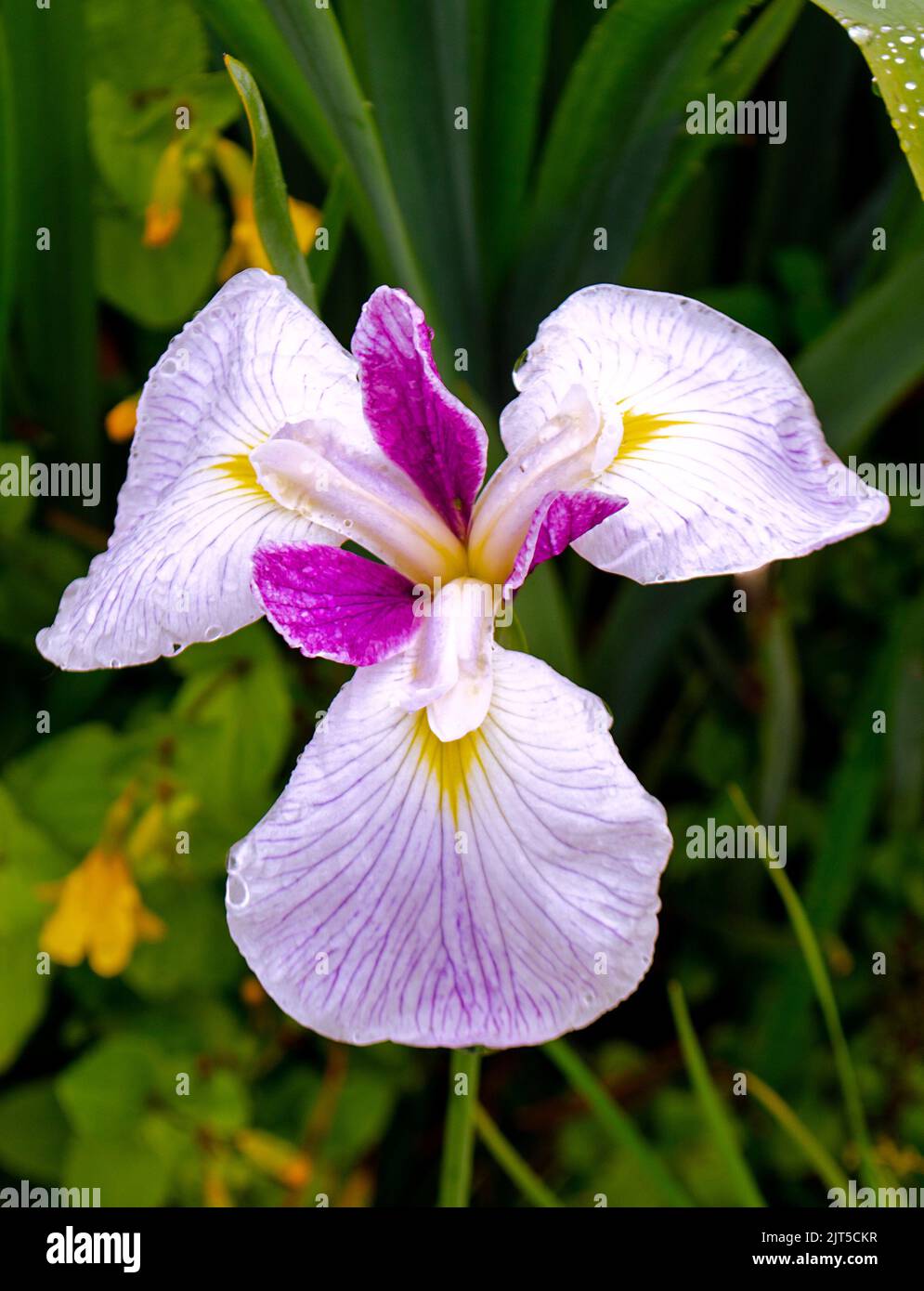 Purple dutch iris flower hi-res stock photography and images - Alamy