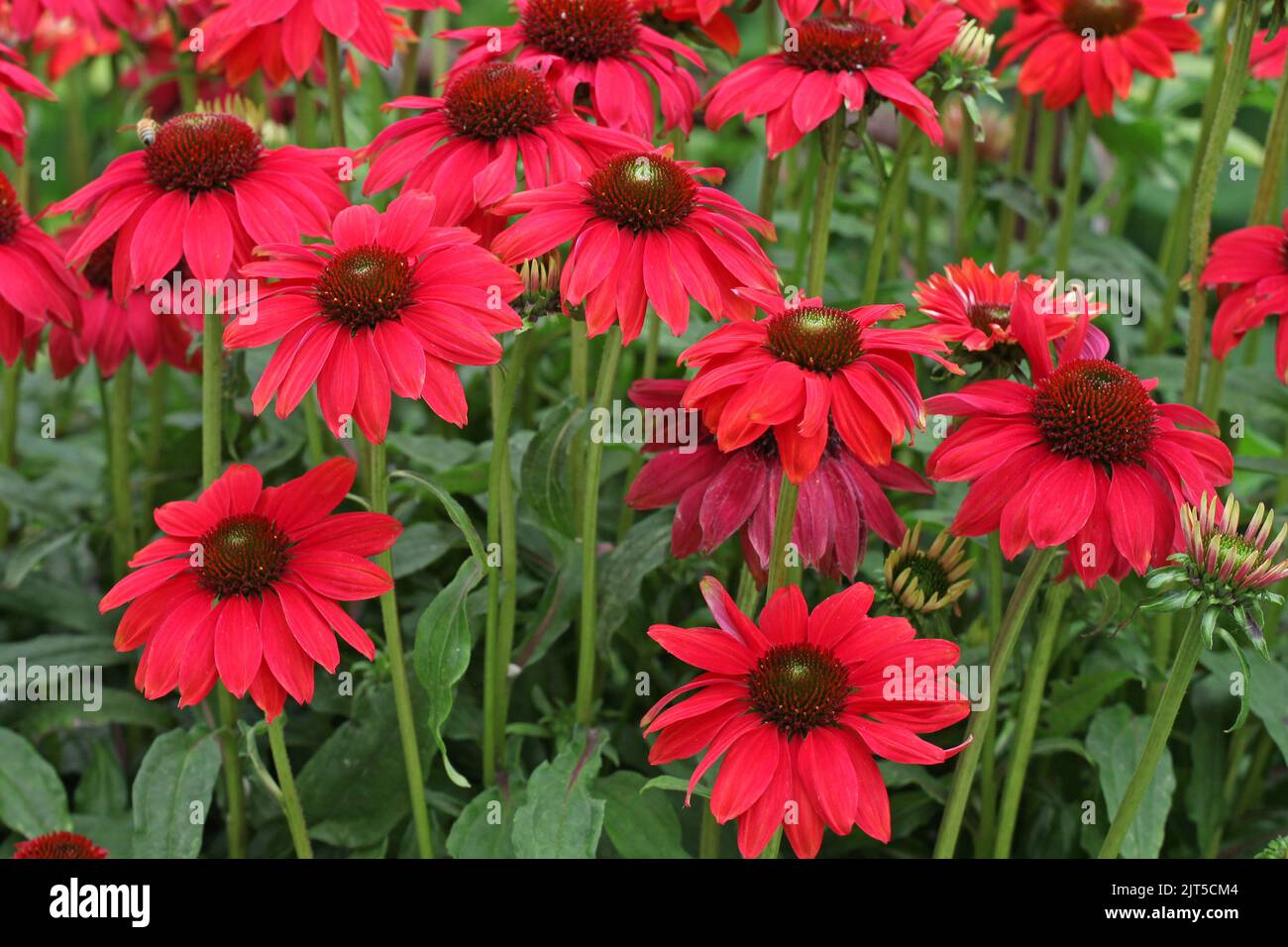 Red salsa coneflower hi-res stock photography and images - Alamy