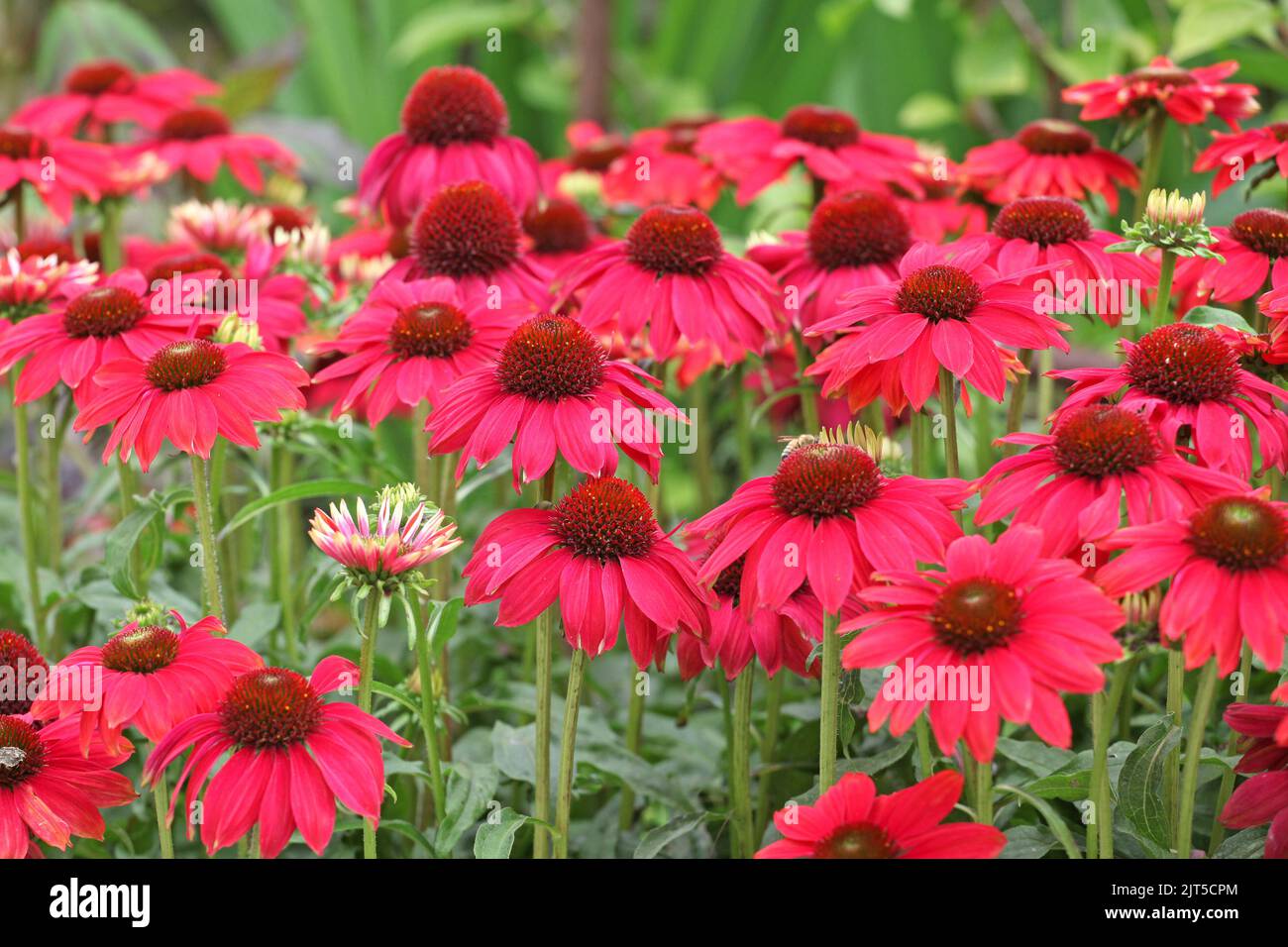 Sombrero salsa red coneflower hi-res stock photography and images - Alamy
