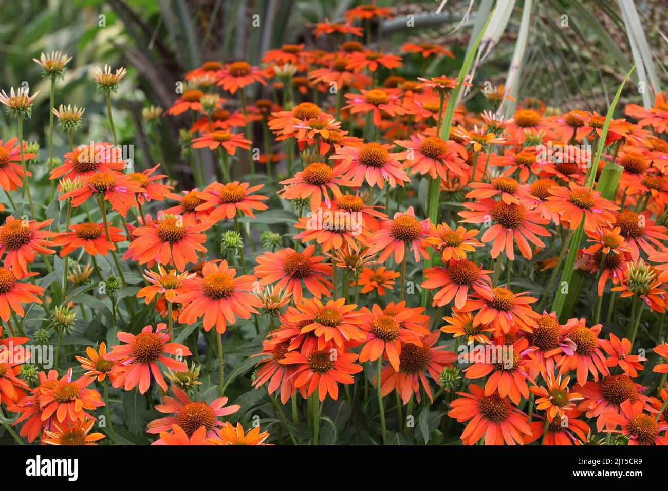 Echinacea Sombrero Adobe Orange in flower Stock Photo - Alamy