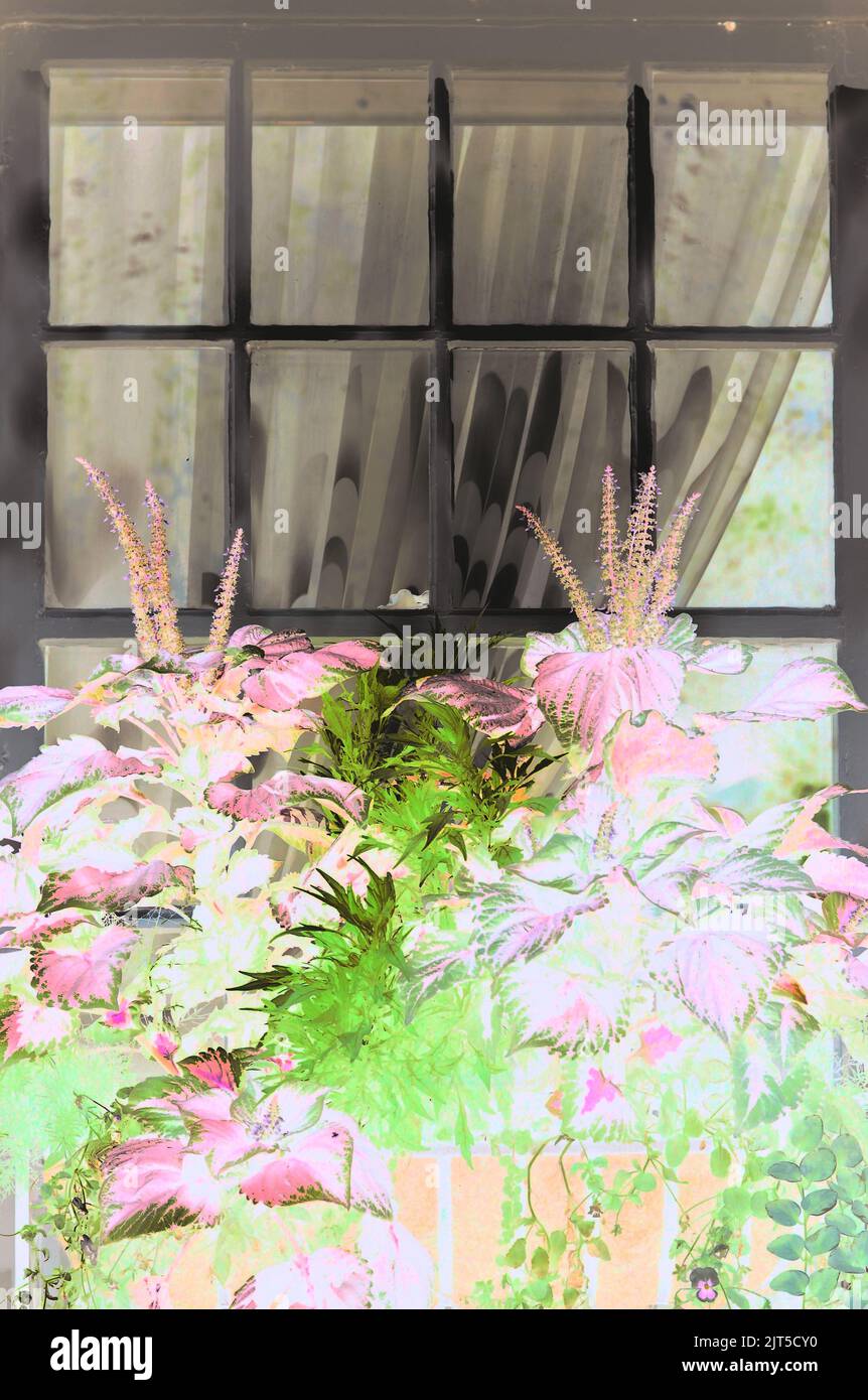 Beautiful window full of potted plants growing in the sunshine in a ...