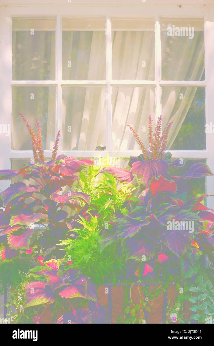 Beautiful window full of potted plants growing in the sunshine in a ...
