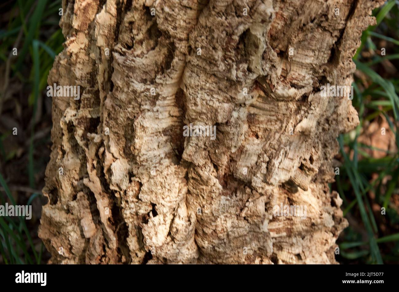 Bark, Cork Tree, Mount Usher Gardens, Mount Usher, Co. Wicklow, Eire ...