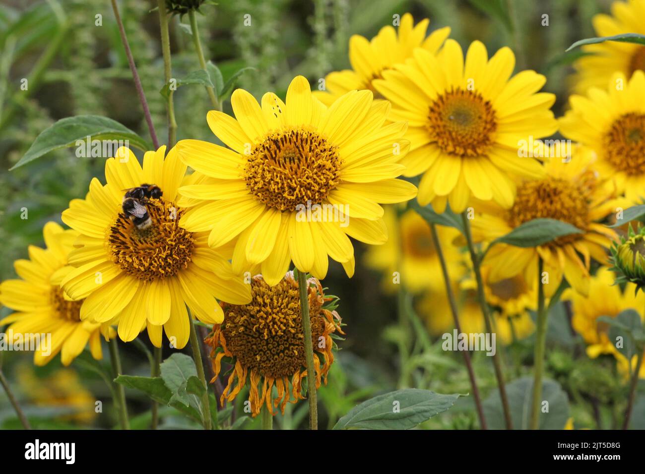 Heliopsis helianthoides, false sunflower, in bloom Stock Photo - Alamy