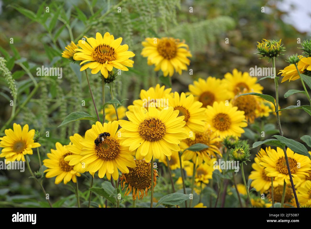 Heliopsis helianthoides summer sun hi-res stock photography and images ...
