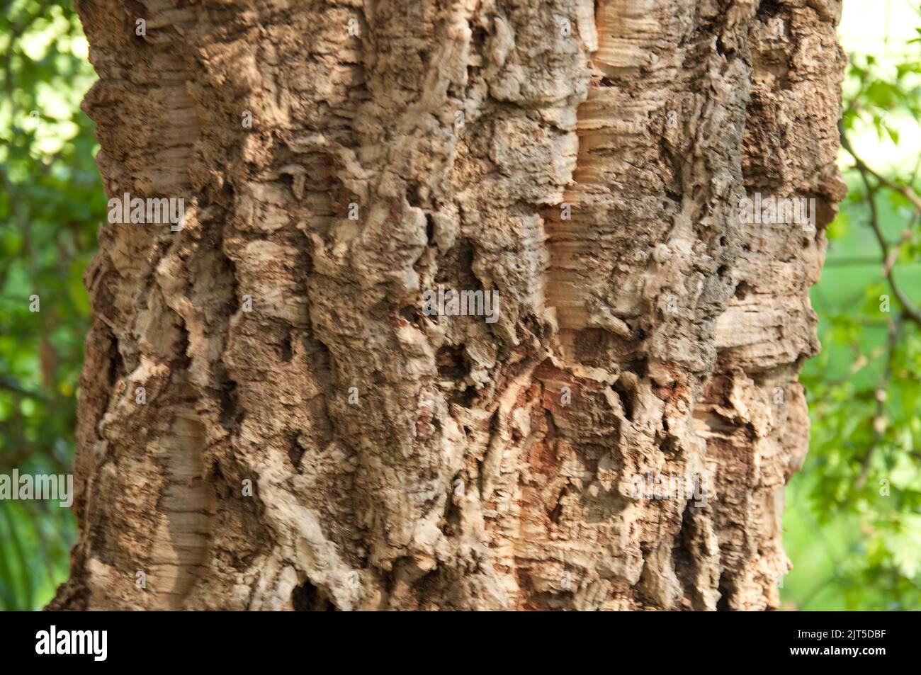 Bark, Cork Tree, Mount Usher Gardens, Mount Usher, Co. Wicklow, Eire ...