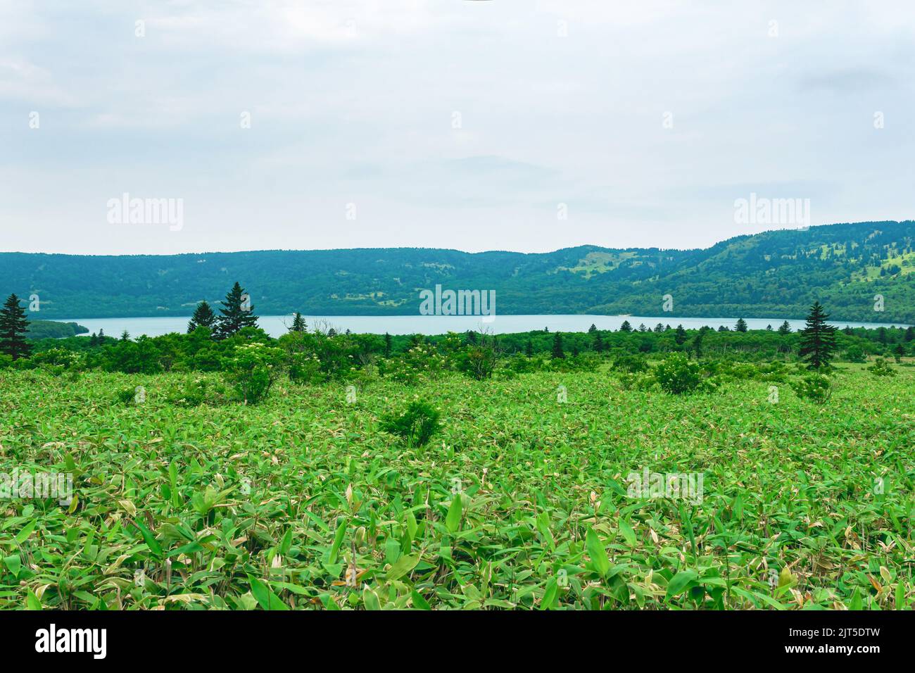 natural landscape of Kunashir island, view of the Golovnin volcano ...