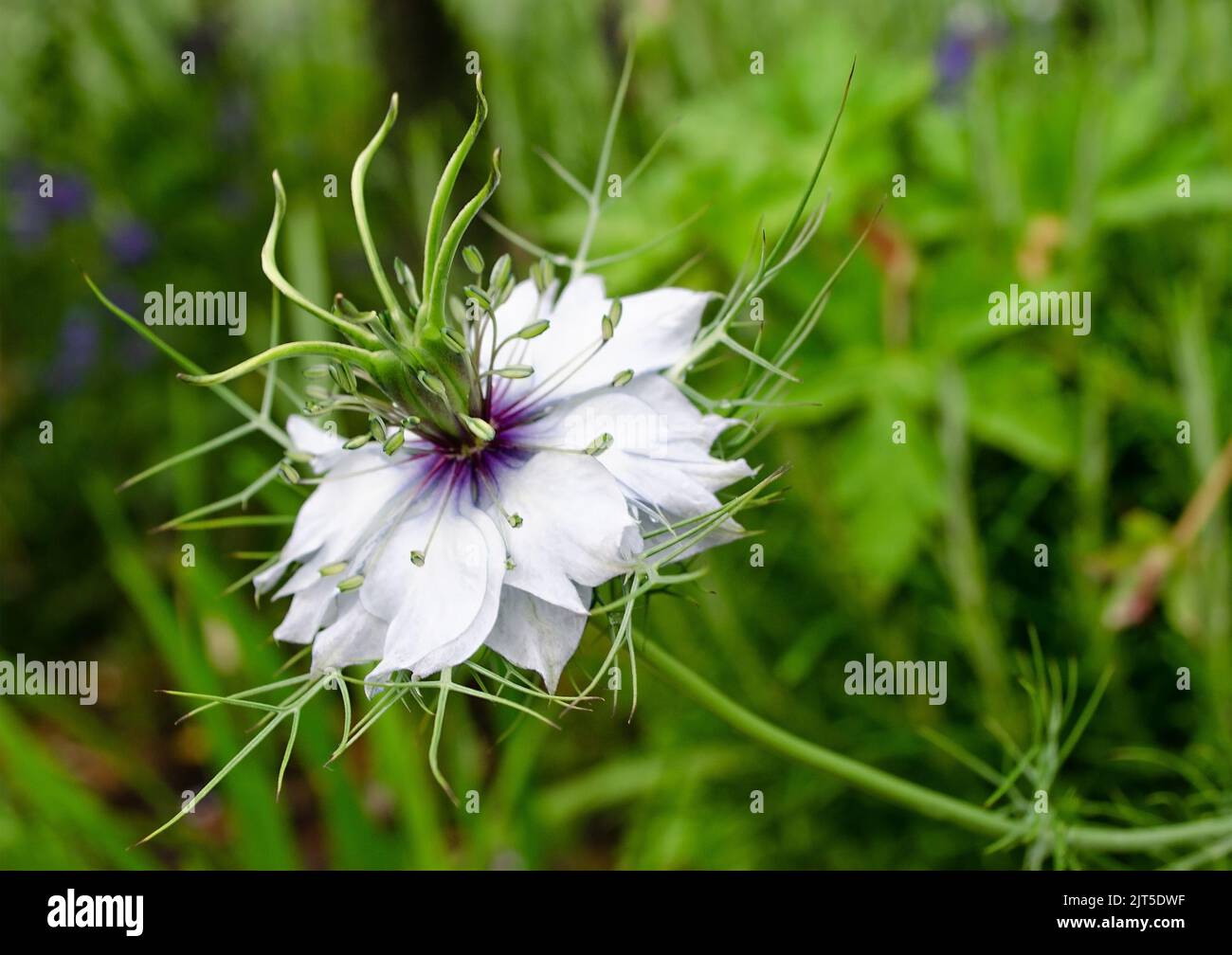 White Nigella Love In A Mist flower Stock Photo - Alamy
