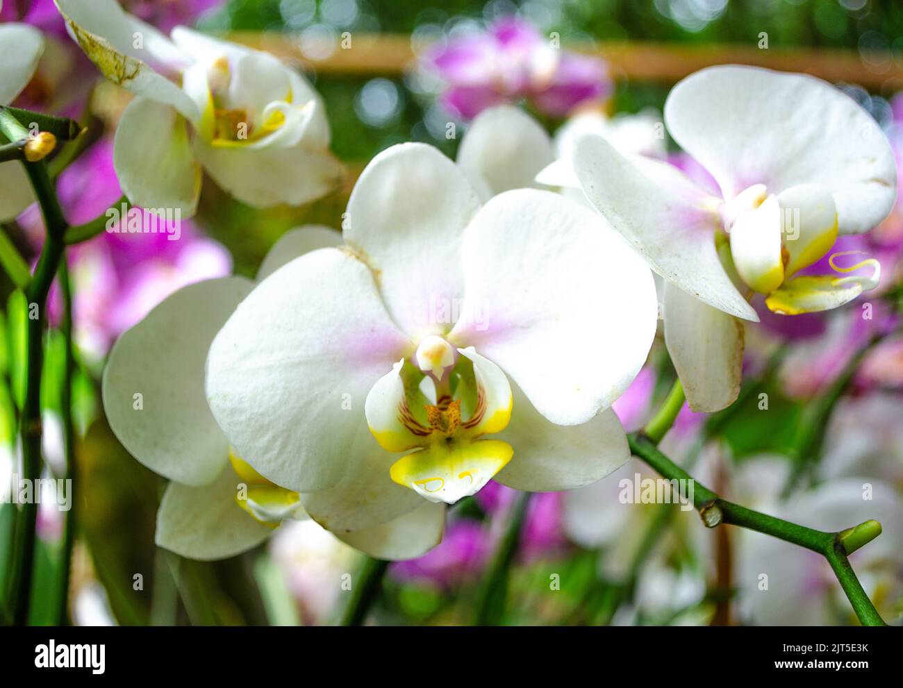 Oramental garden hi-res stock photography and images - Alamy