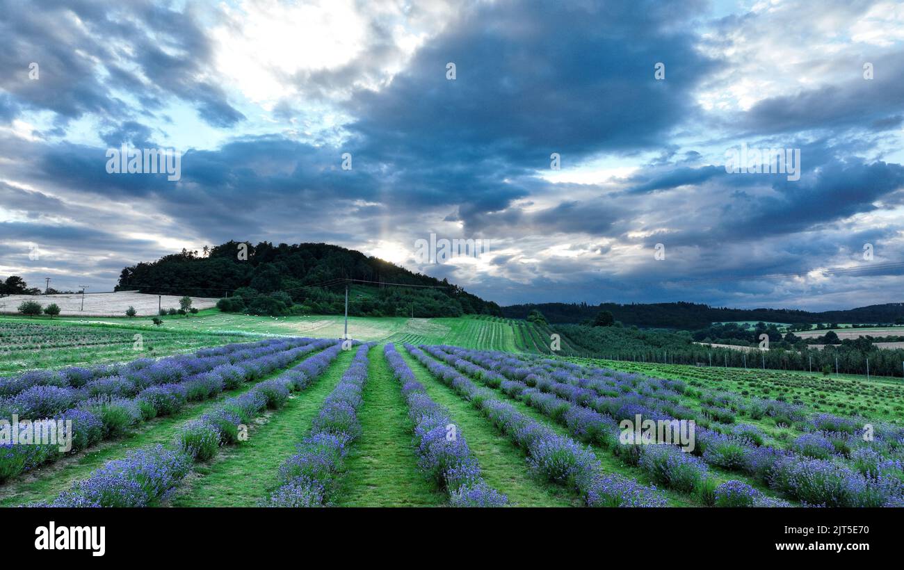 Lavender farm field drone aerial farming magic scenic sunset true ...