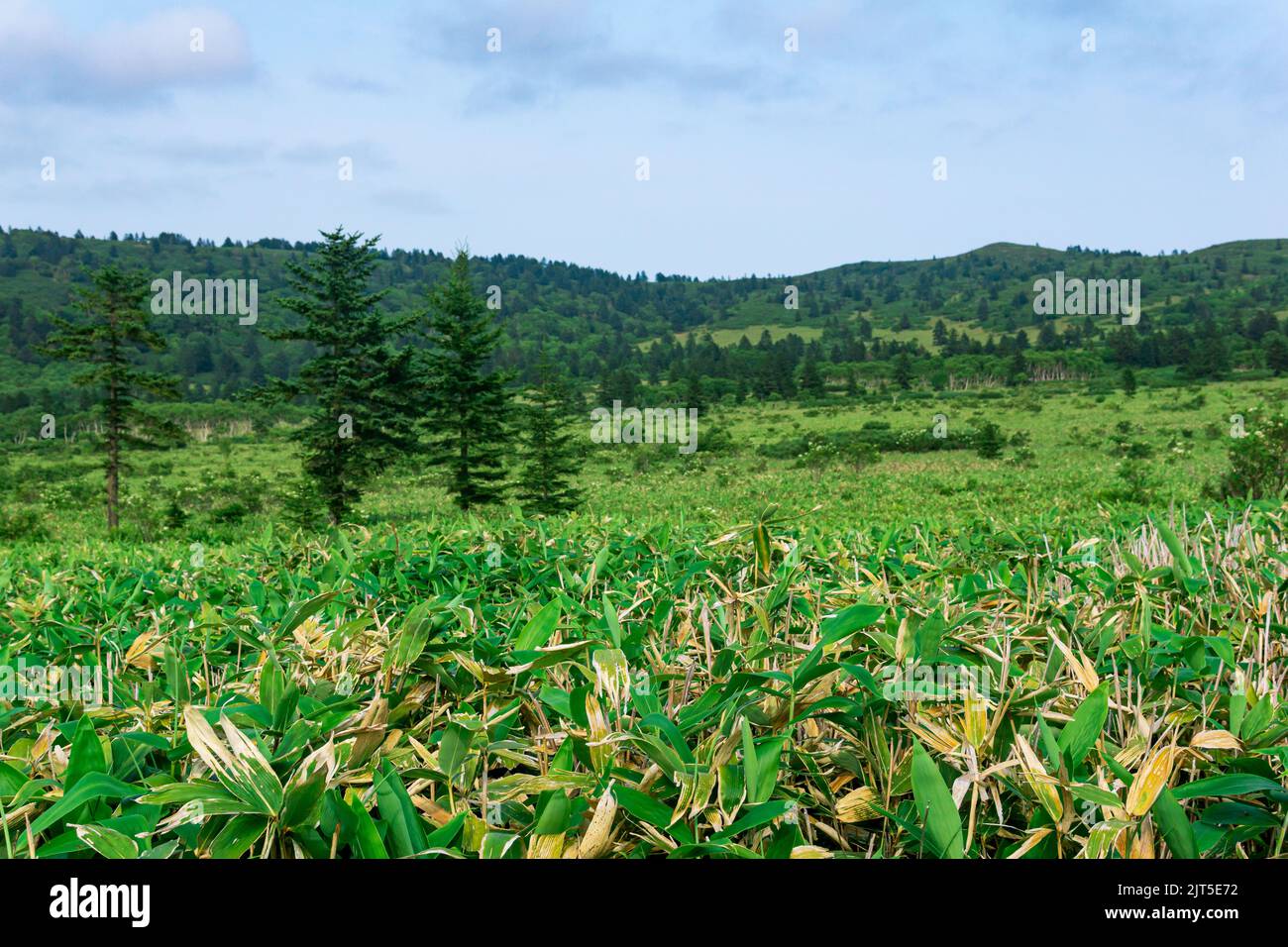 natural landscape of Kunashir island, landscape at the bottom of the ...