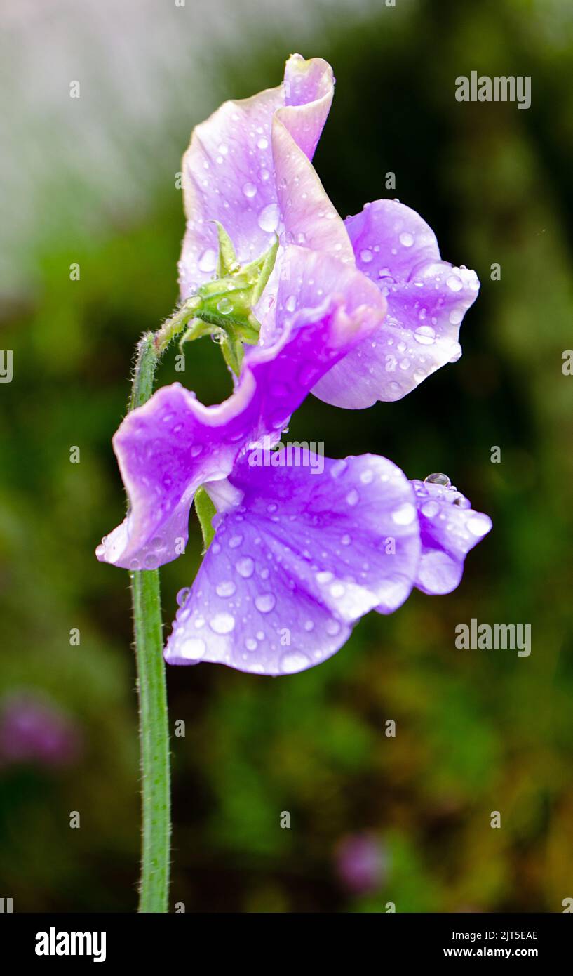 Purple sweet pea flower with water droplets Stock Photo - Alamy