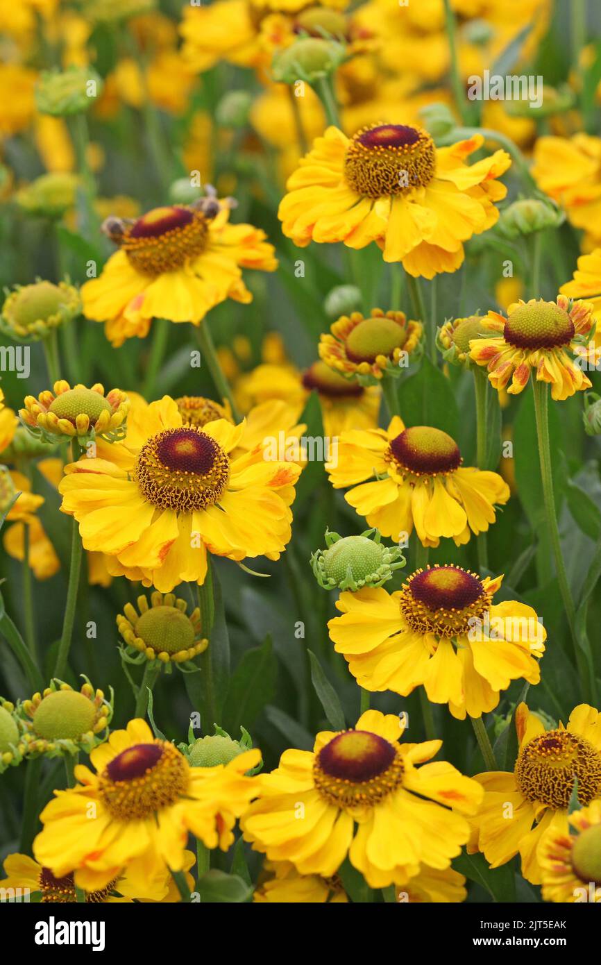Yellow Helenium 'El Dorado' in flower Stock Photo - Alamy